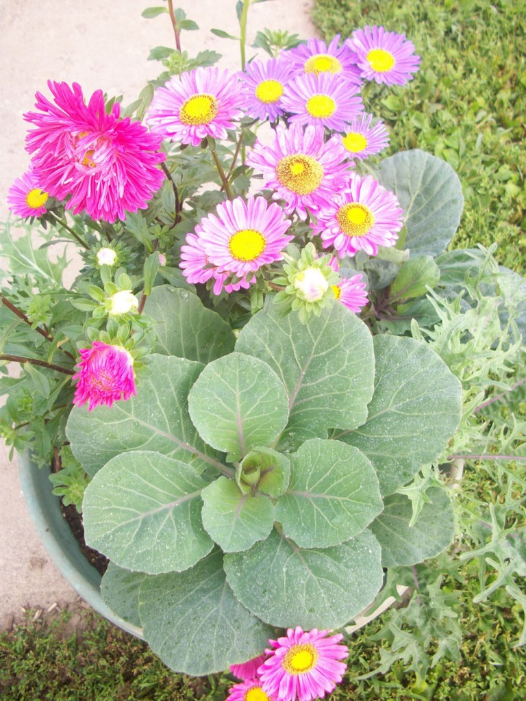 Fall is in the air – time for asters – Westside News