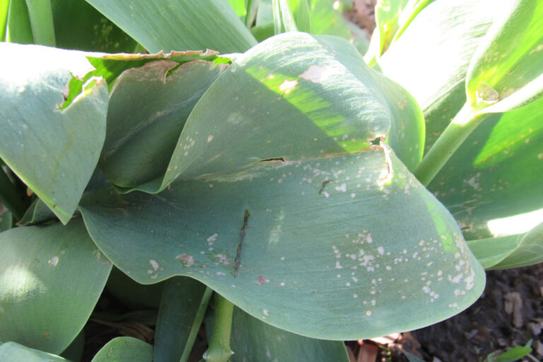 Botrytis blight in tulips – Westside News