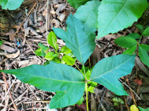 Identifying poison ivy and Virginia creeper – Westside News