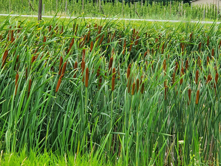 Cattails – Westside News