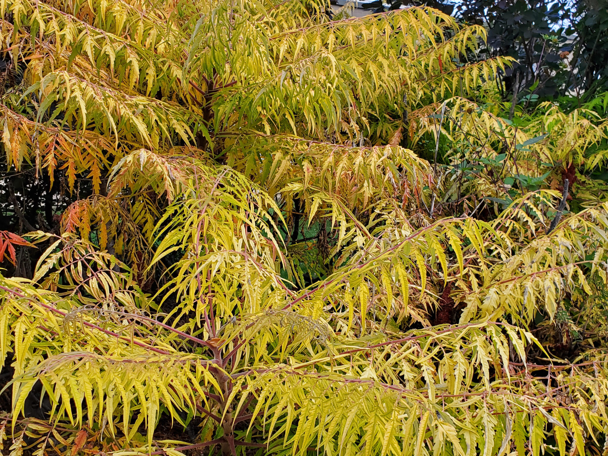 Get Out & Grow: Sumac in the Home Landscape – Westside News