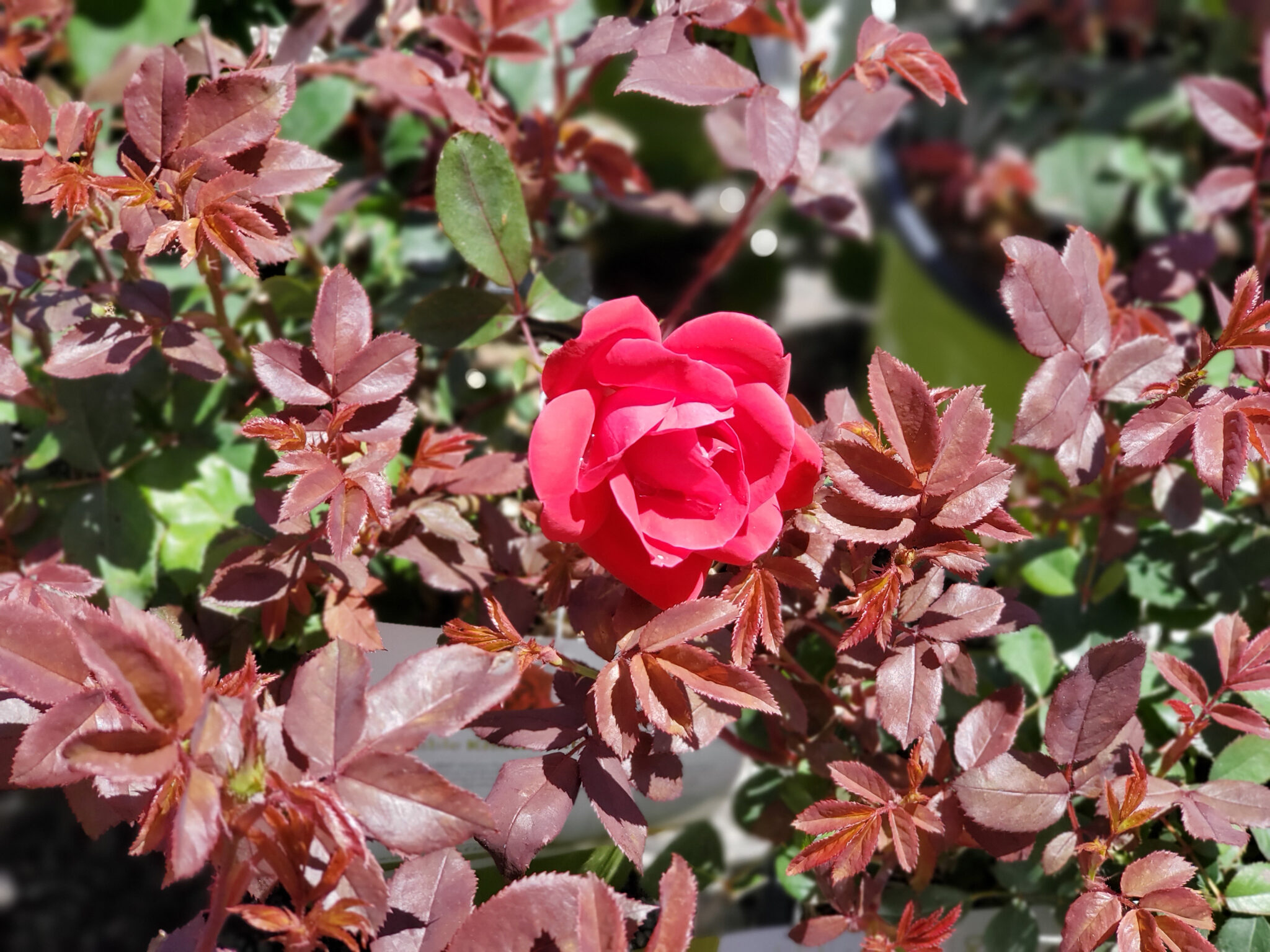 Get Out & Grow: Tips for Growing Roses Organically – Westside News