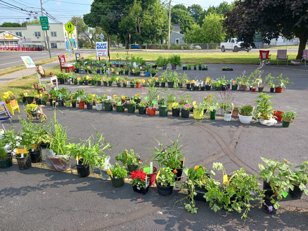 Hilton Garden Club Plant Sale – Westside News